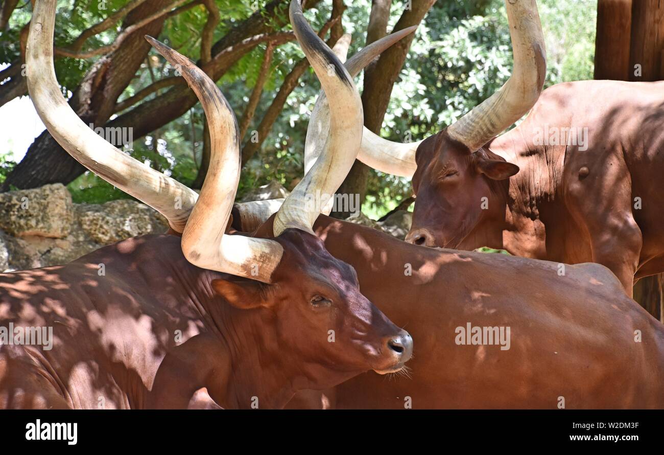 African Ankole (Watusi) Cow Stock Photo - Alamy