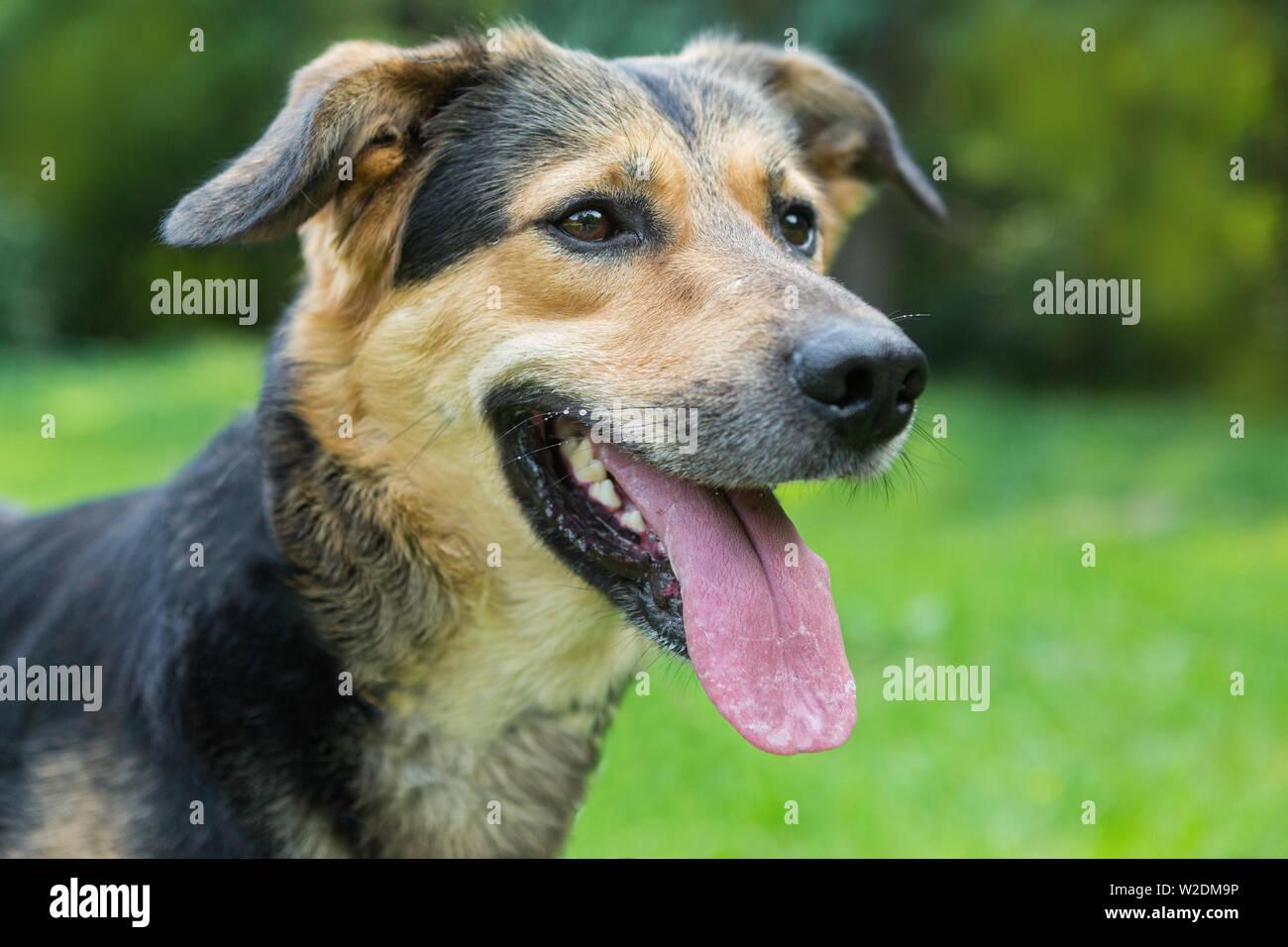 Big stray dog hi-res stock photography and images - Alamy