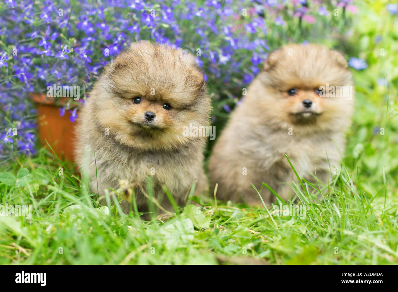 Two little Spitz puppies walking on the green grass Stock Photo - Alamy
