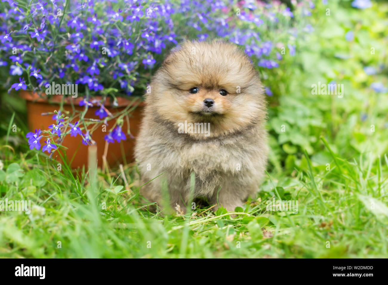 Miniature spitz puppy hi-res stock photography and images - Alamy
