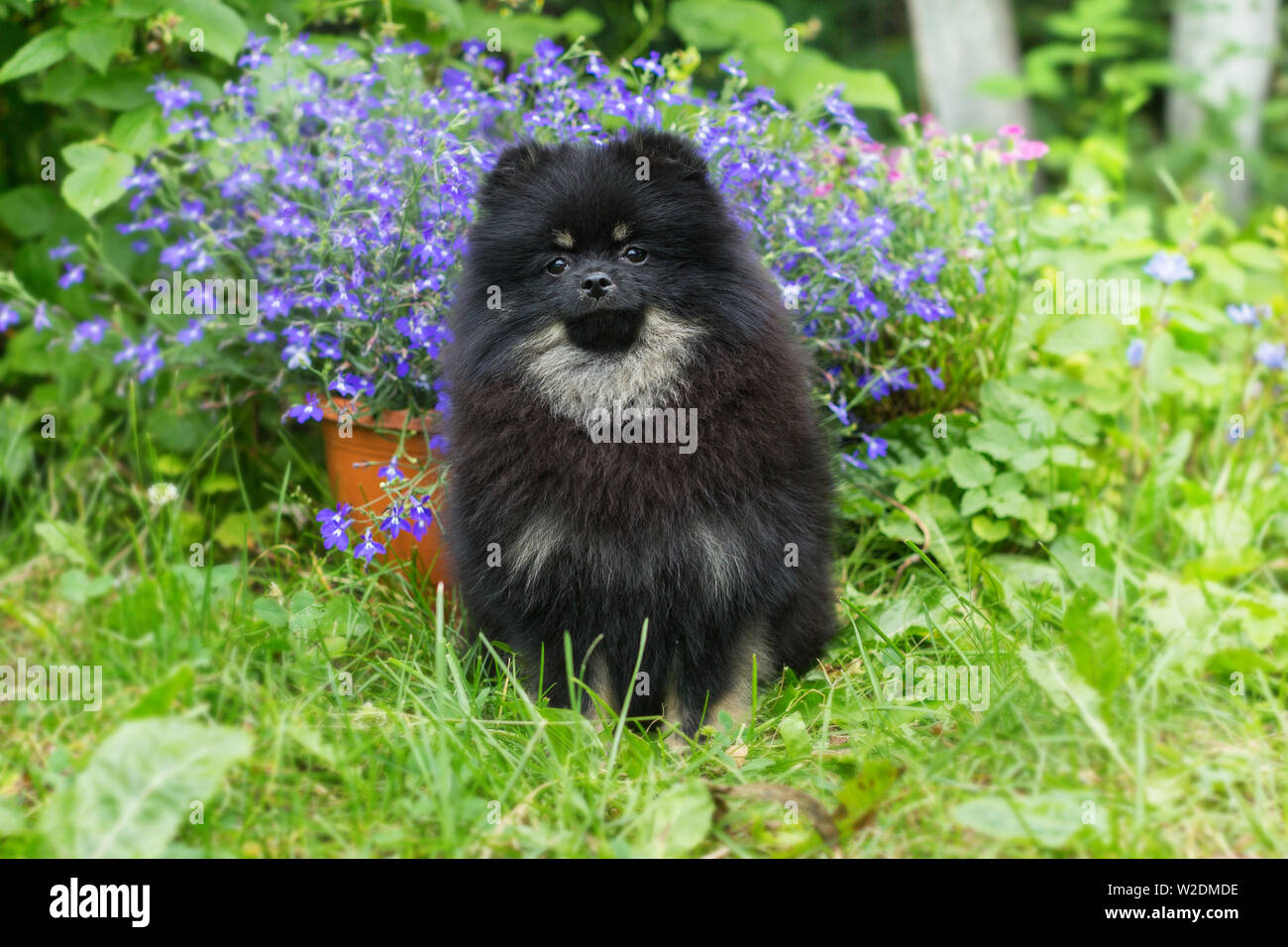 Little black puppy Spitz walking on the green grass Stock Photo - Alamy