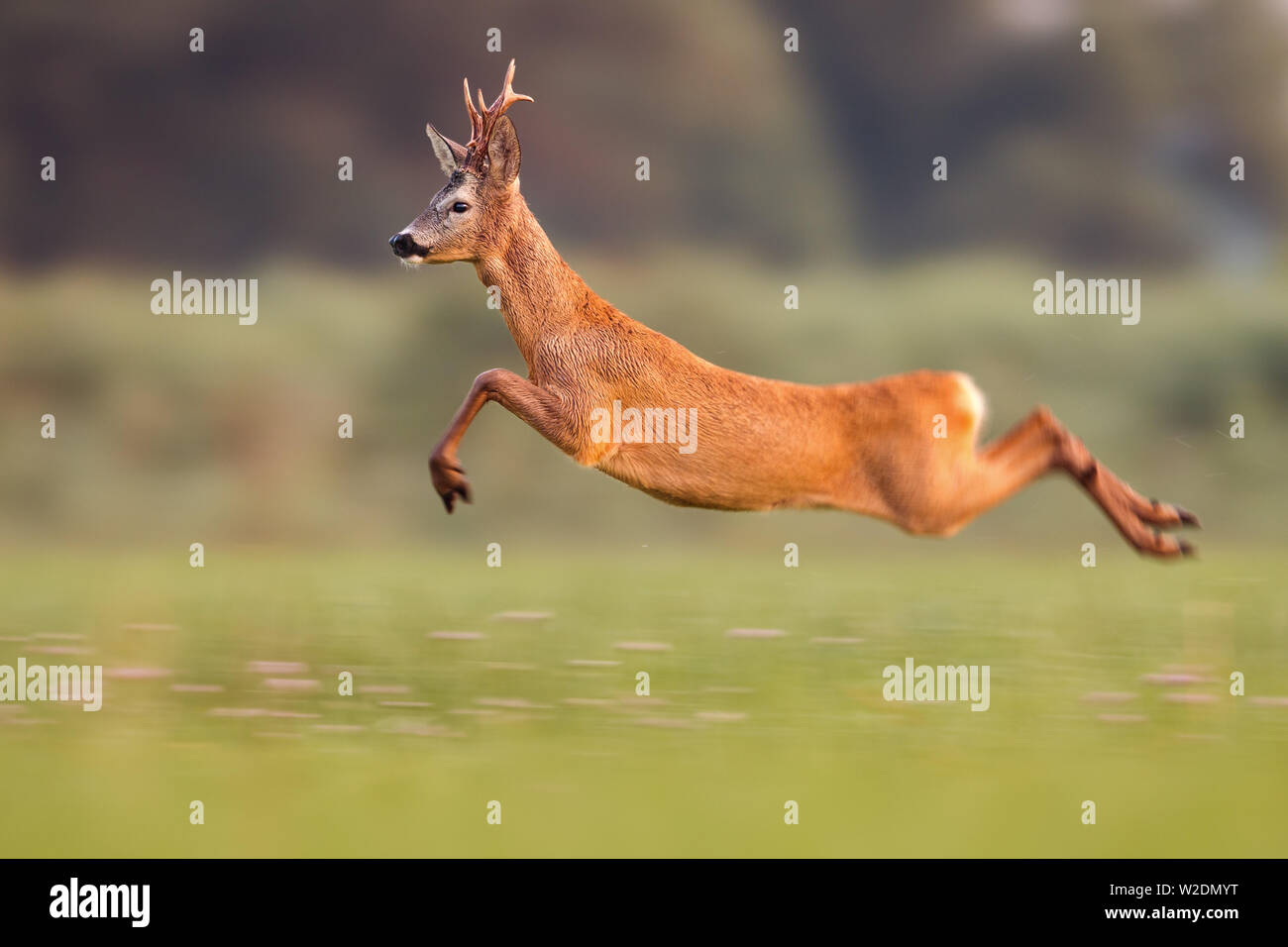 Deer Jumping High