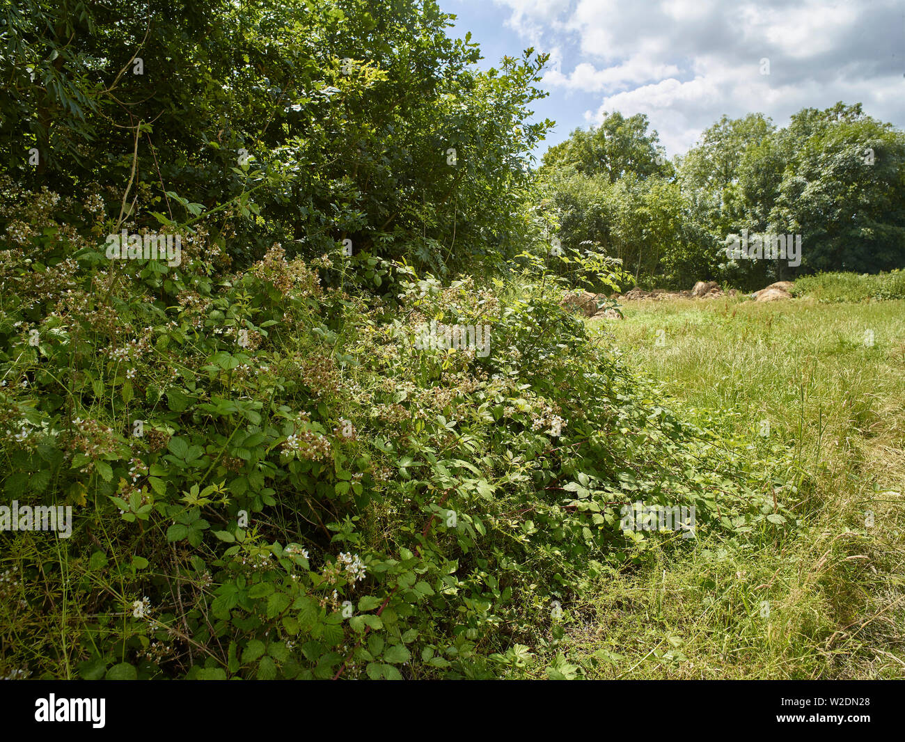 Agricultural hedgerow with flowering shrubs grown on Kent farmland ...