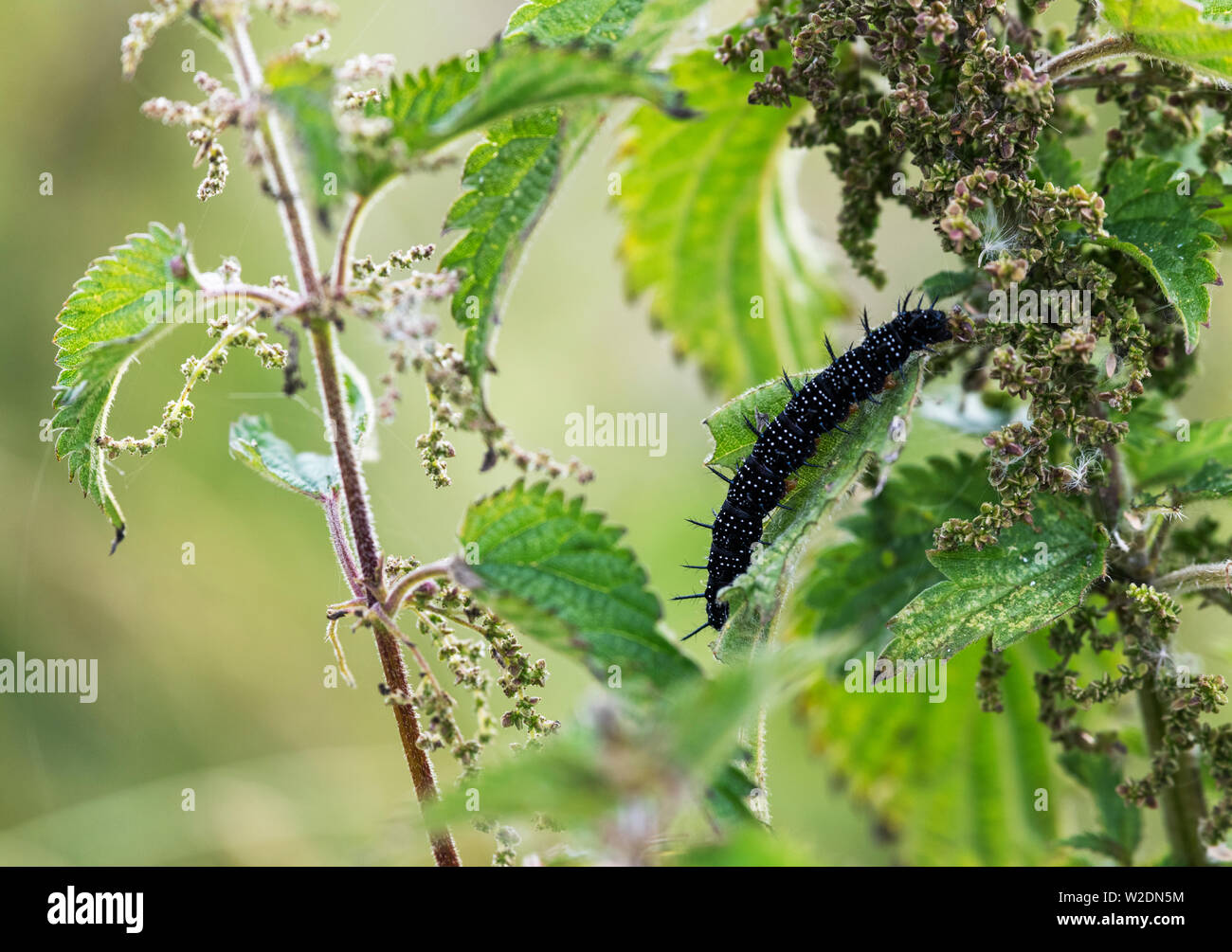 Nettles butterfly hi-res stock photography and images - Alamy