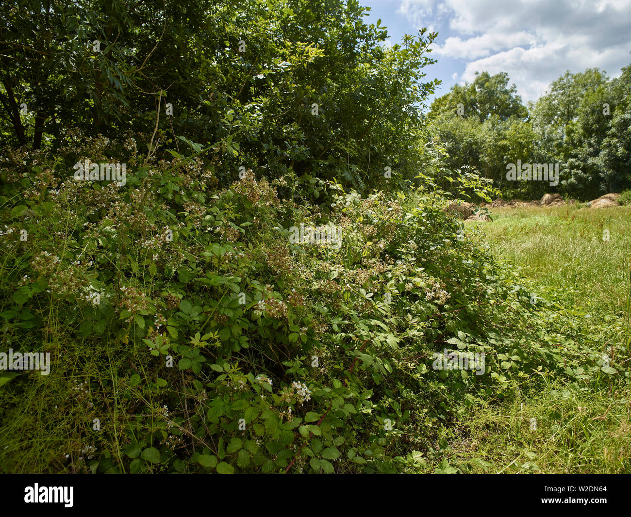 Hedgerows regulations 1997 hi-res stock photography and images - Alamy