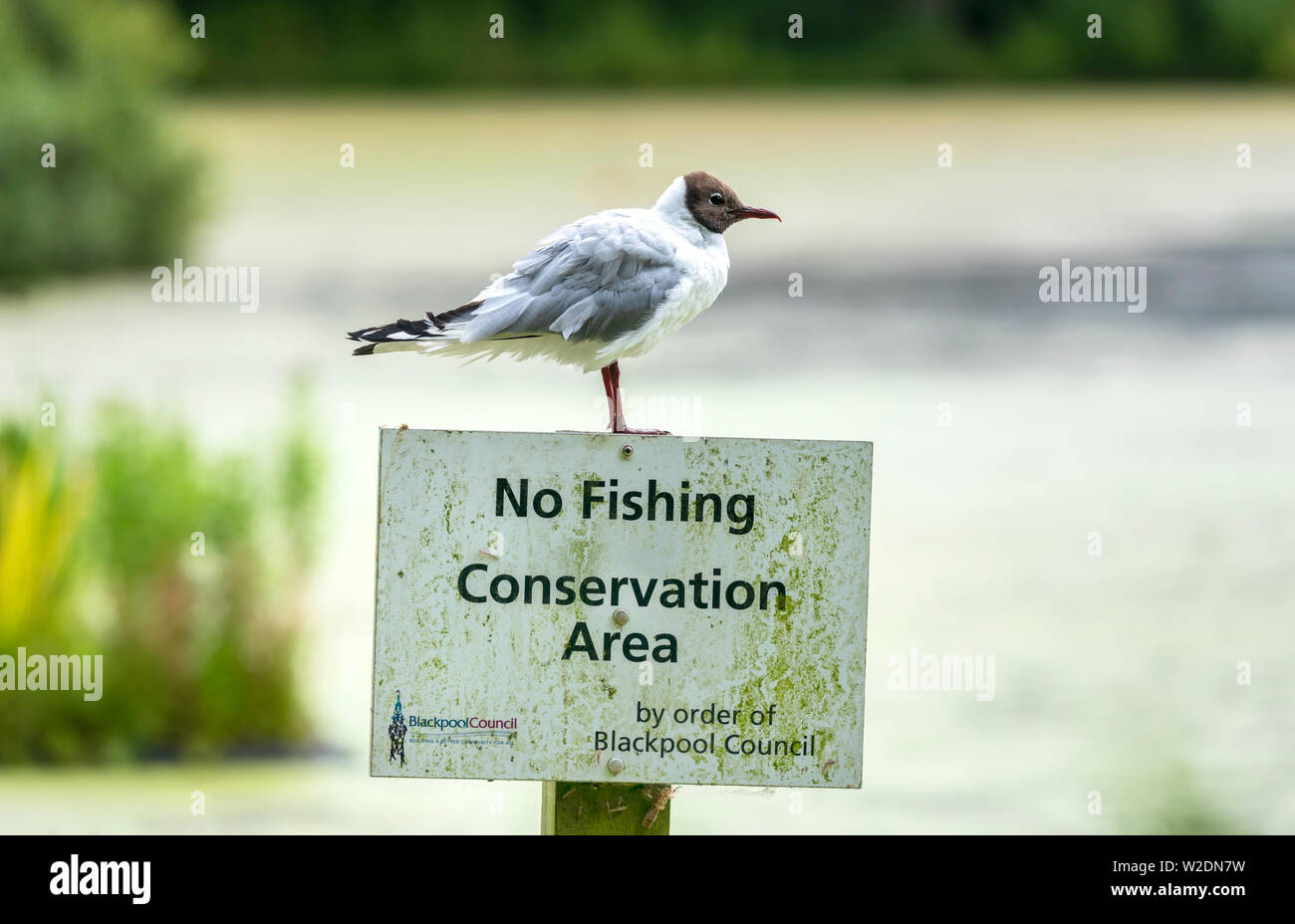 Do not feed seagulls sign hi-res stock photography and images - Alamy