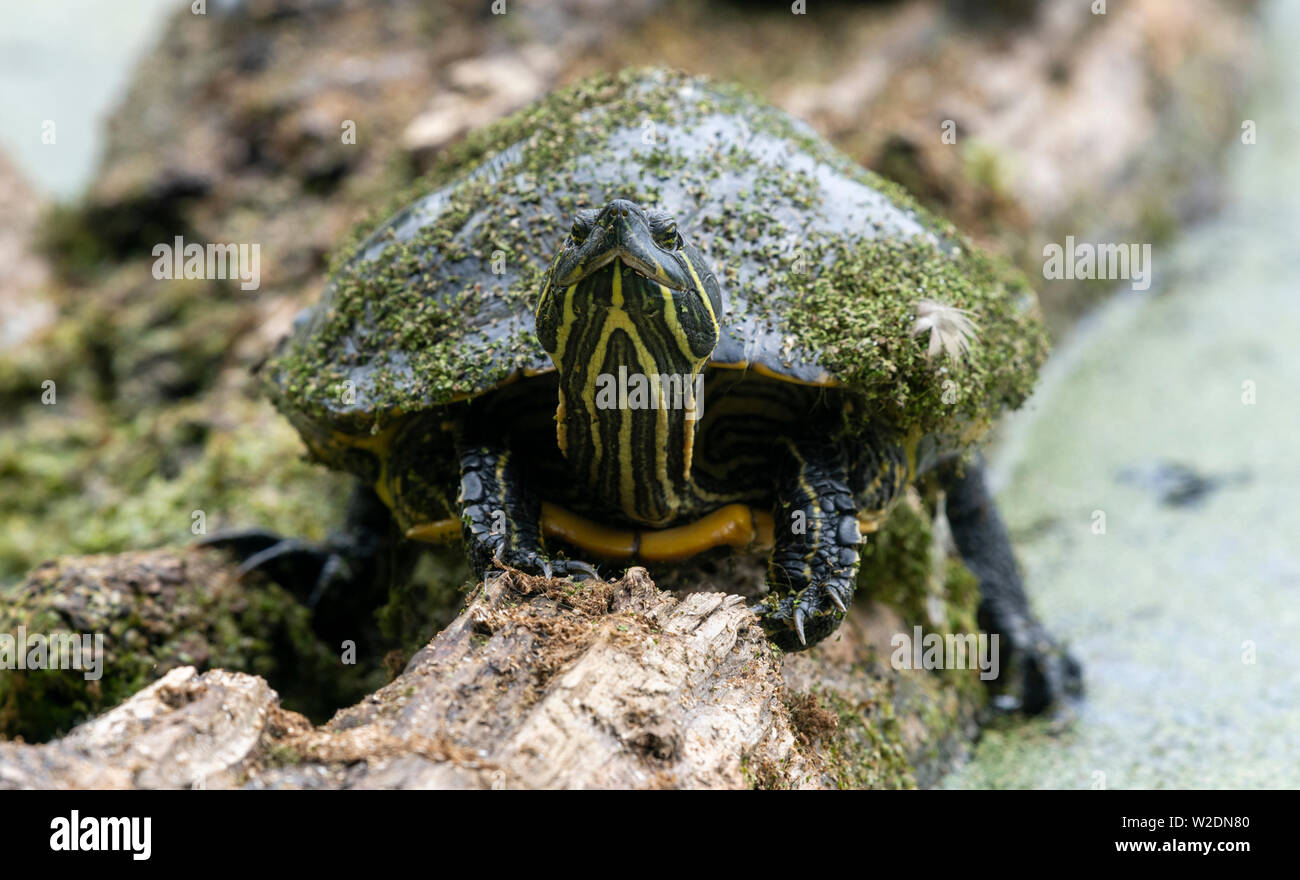 Red-Eared Terrapin basking on a partially submerged log in a lake in a ...