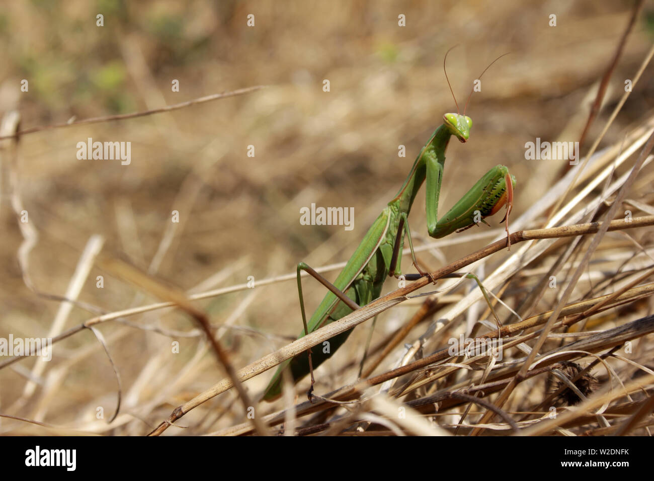 Friendly mantis hi-res stock photography and images - Alamy