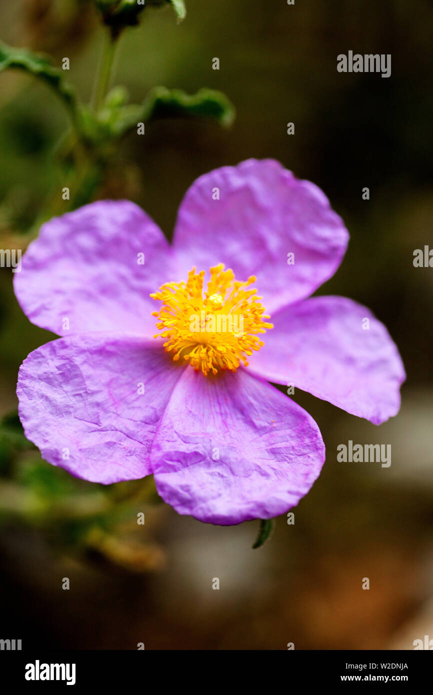 Amazing wild flower background fine art in high quality prints products ...