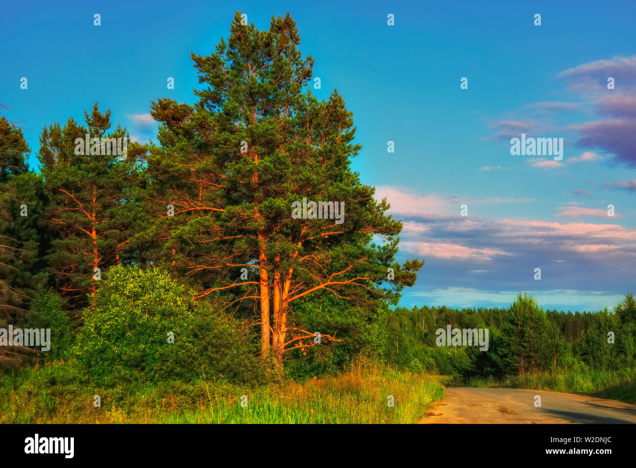 Summer meadow landscape with green grass and wild flowers on the ...