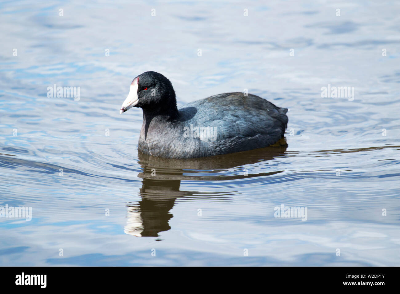 An American Coot duck enjoying tthe beautiful weather at a local park ...