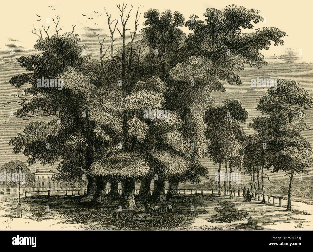 'The "Seven Sisters", in 1830', (c1876). Creator: Unknown Stock Photo ...