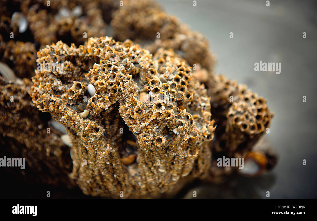 Reef of honeycomb worms hi-res stock photography and images - Alamy