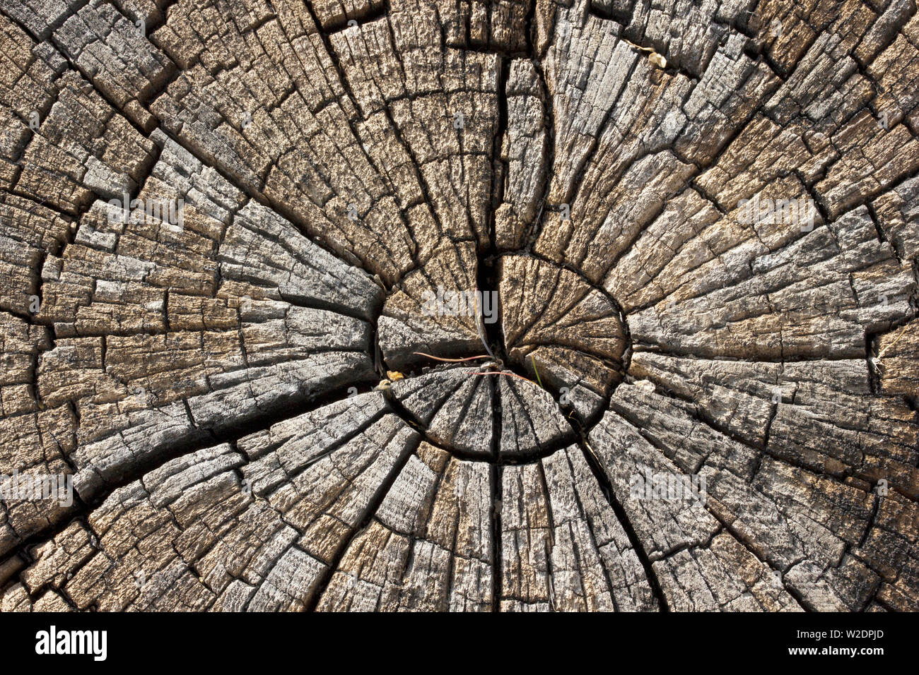 Tree ring texture background Stock Photo - Alamy