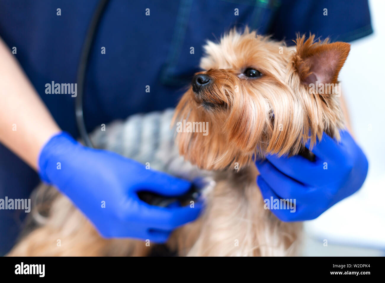 Professional vet doctor examines a small dog breed Yorkshire Terrier ...