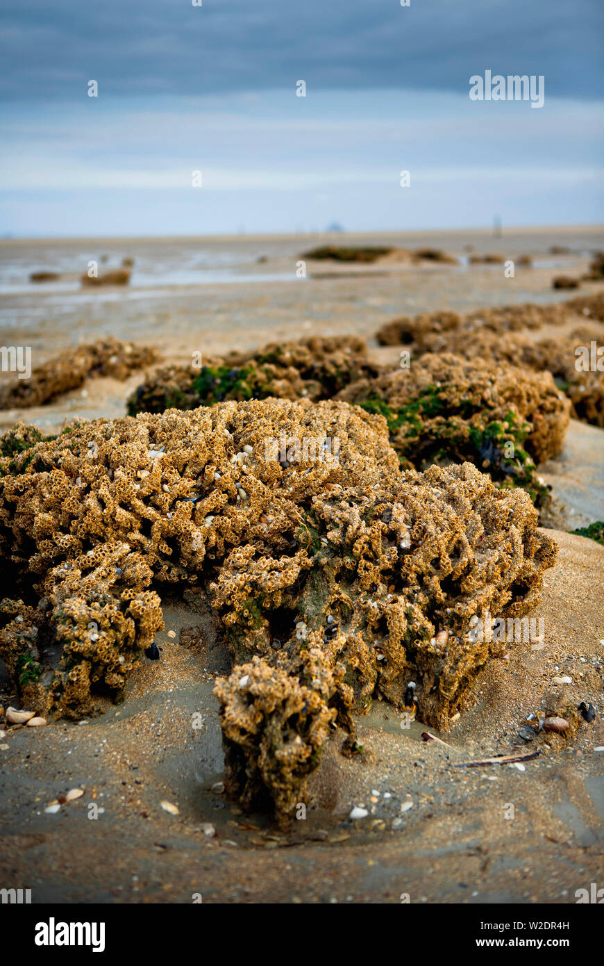 Reef of honeycomb worms in the bay of Le Mont-Saint-Michel (St. Michael ...
