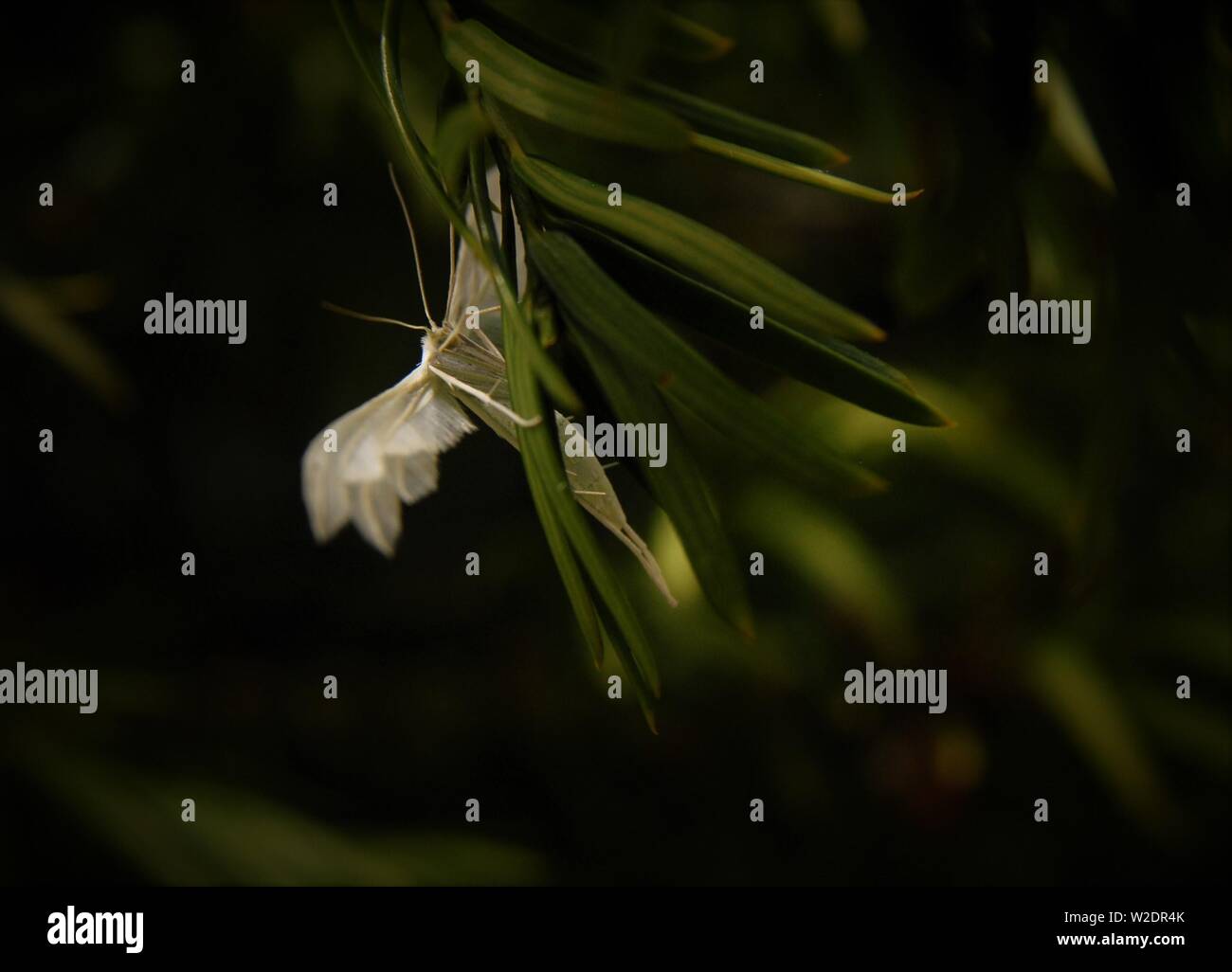 White Plume Moth (Pterophorus pentadactyla Stock Photo - Alamy