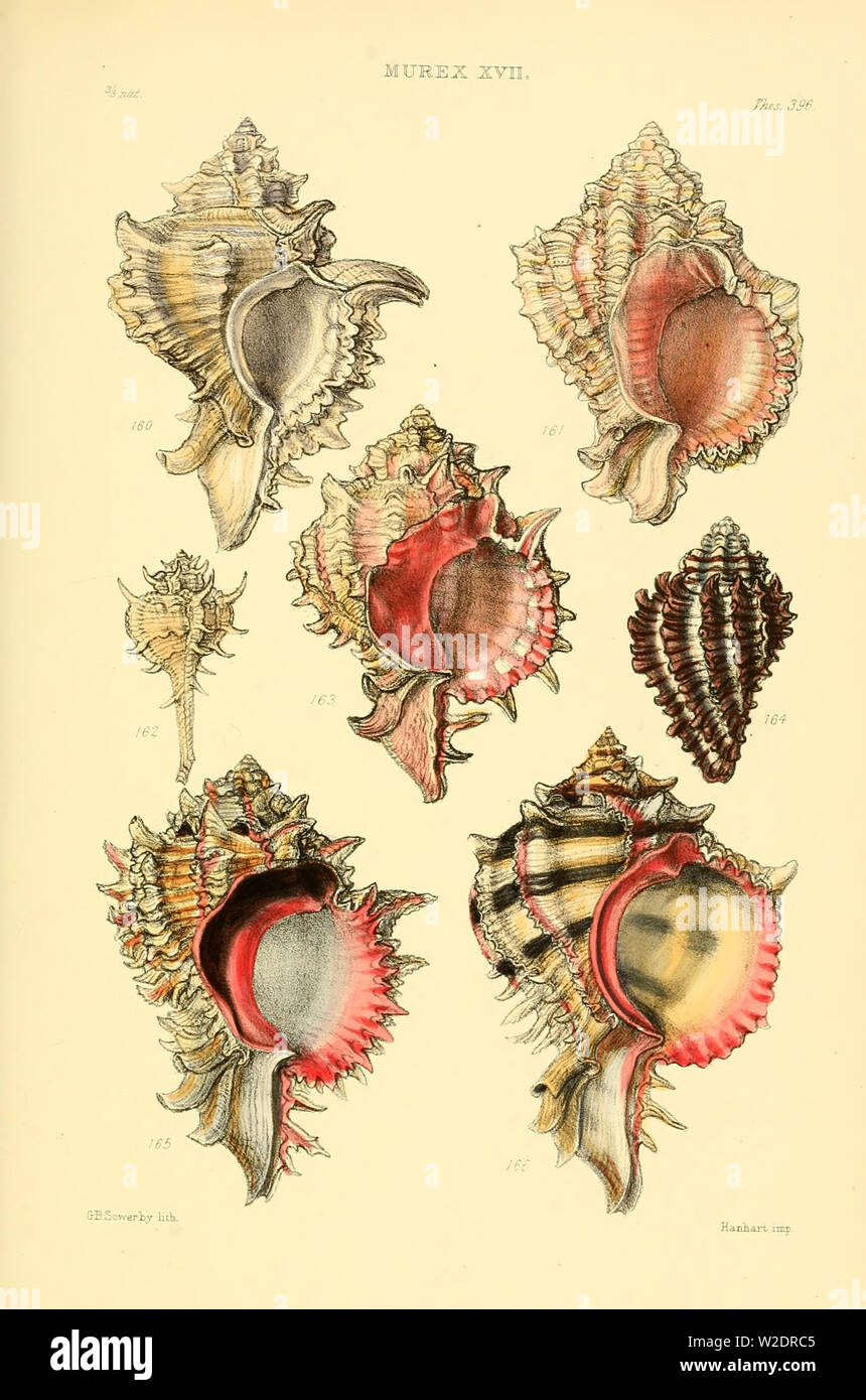 Beautiful vintage hand drawn illustrations of shells and conchs from ...