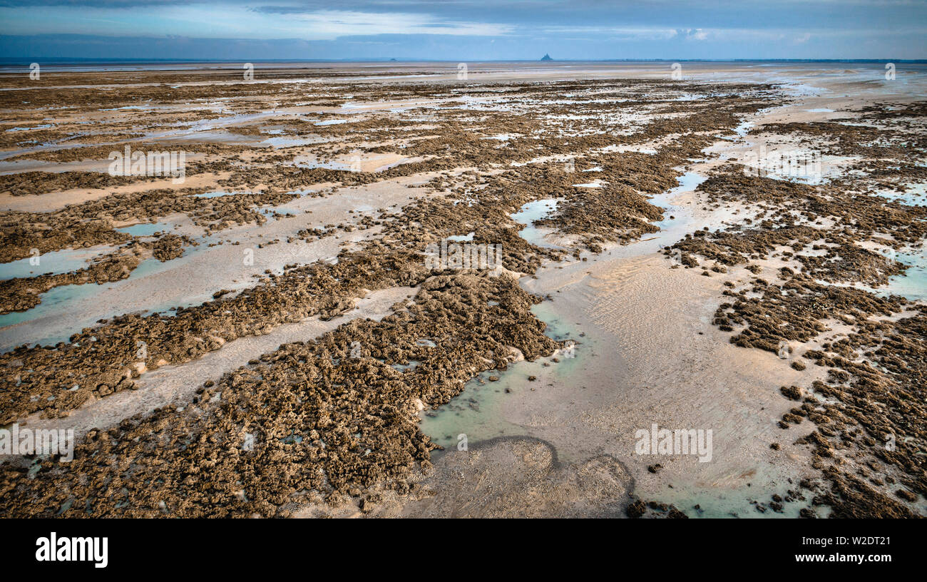 Reef of honeycomb worms in the bay of Le Mont-Saint-Michel (St. Michael ...