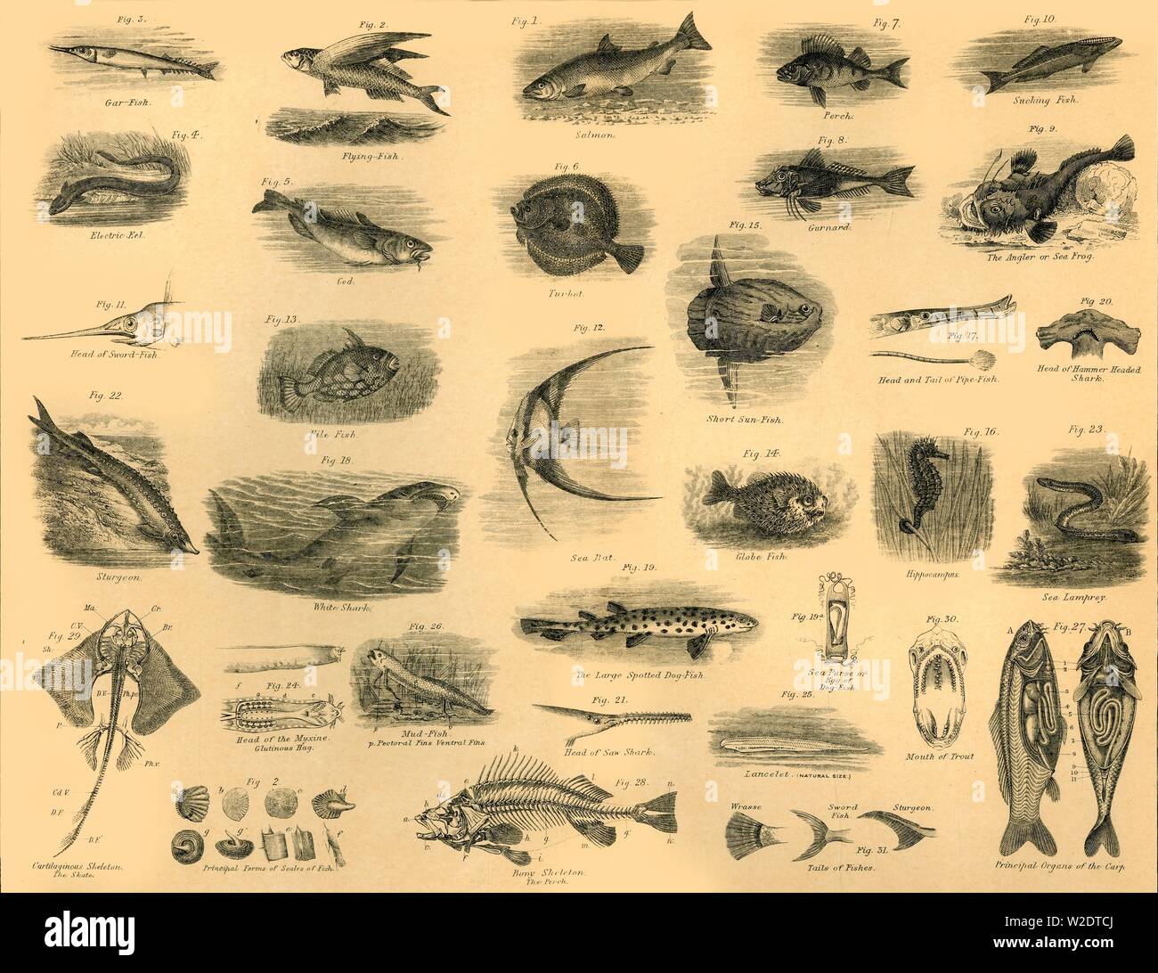 Species of fishes hi-res stock photography and images - Alamy