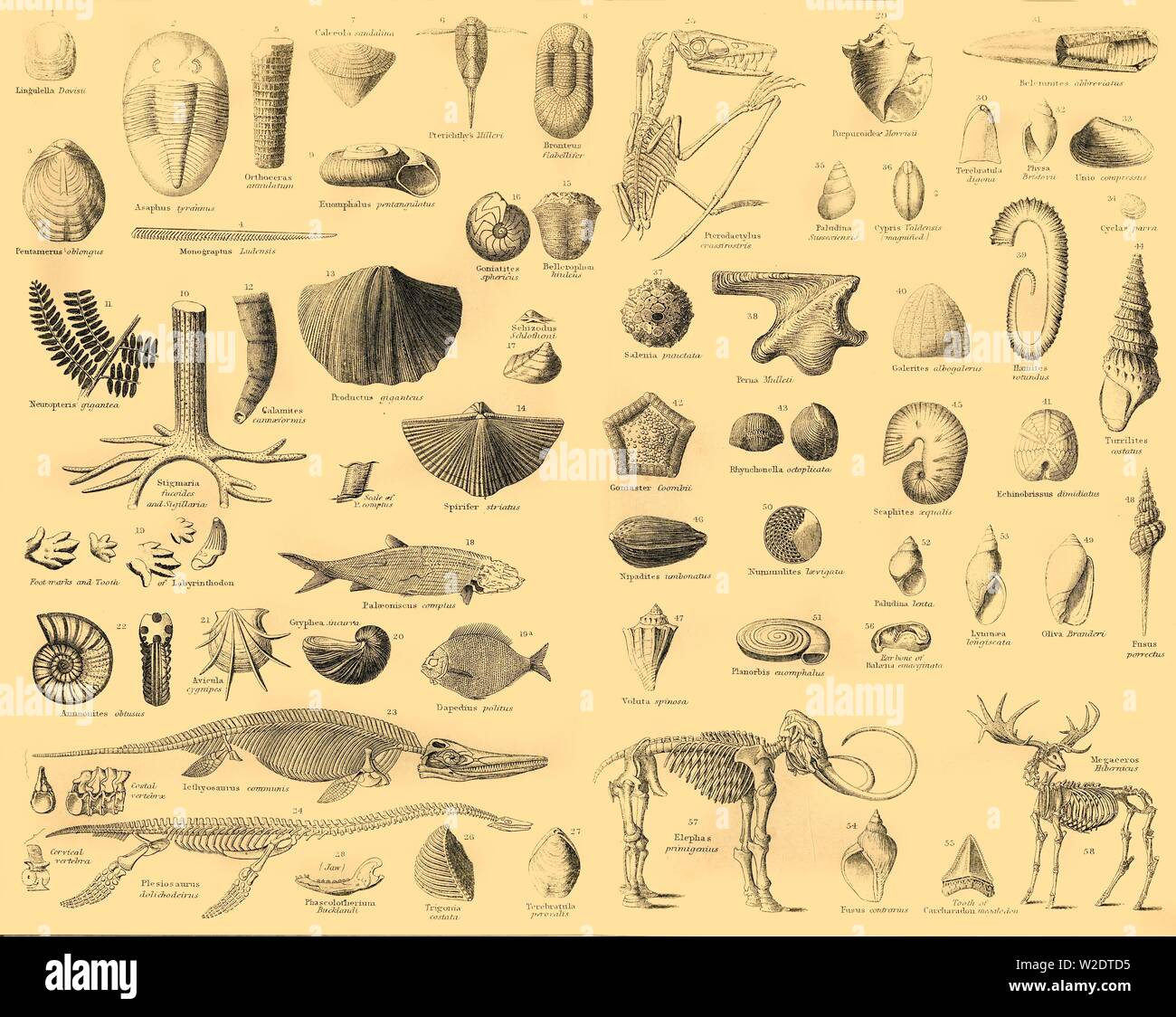 Species illustration evolution hi-res stock photography and images - Alamy