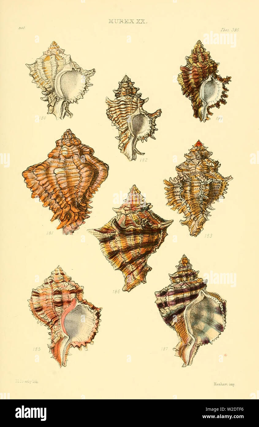 Beautiful vintage hand drawn illustrations of shells and conchs from ...