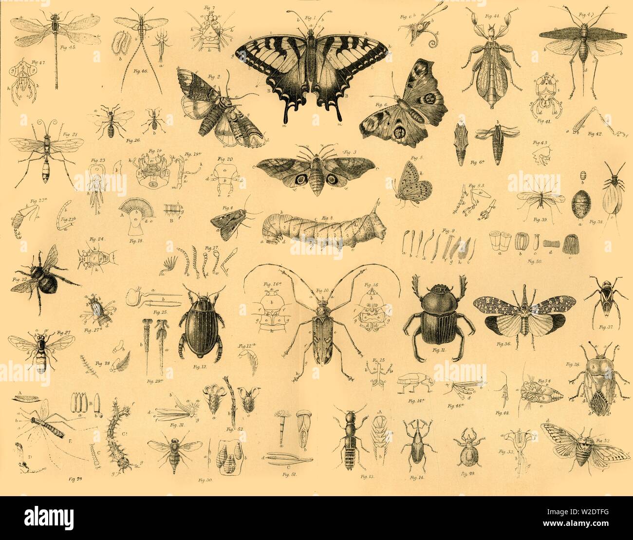 Species of butterflies hi-res stock photography and images - Alamy