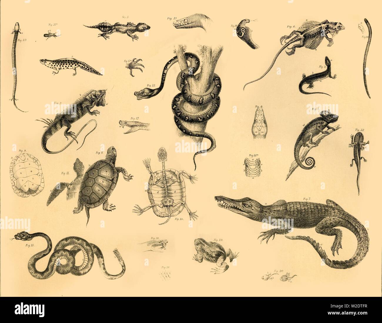 Various snake species hi-res stock photography and images - Alamy