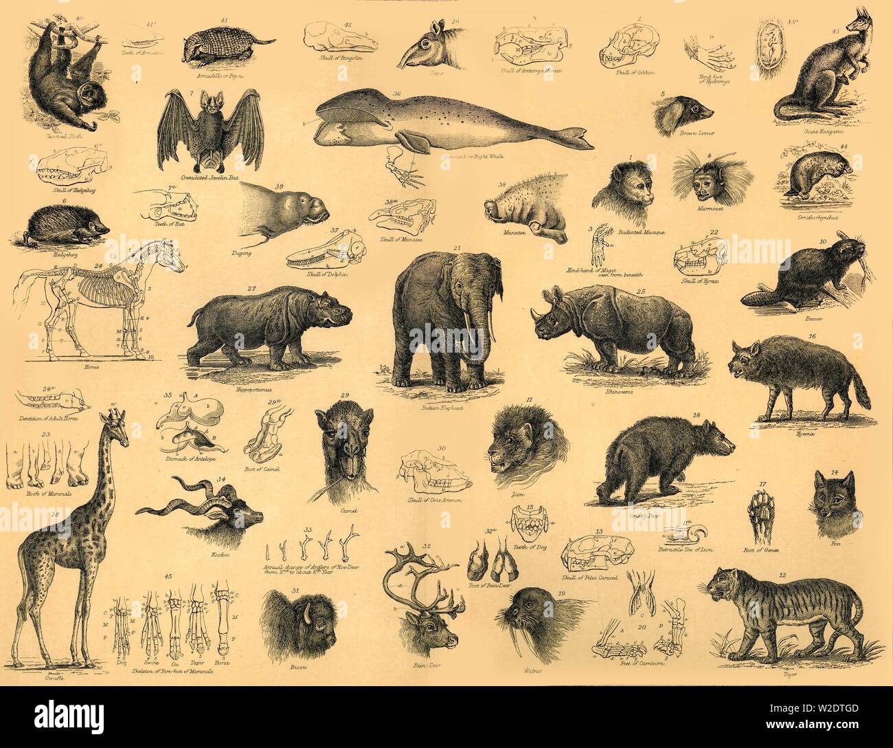 Evolution of mammals hi-res stock photography and images - Alamy
