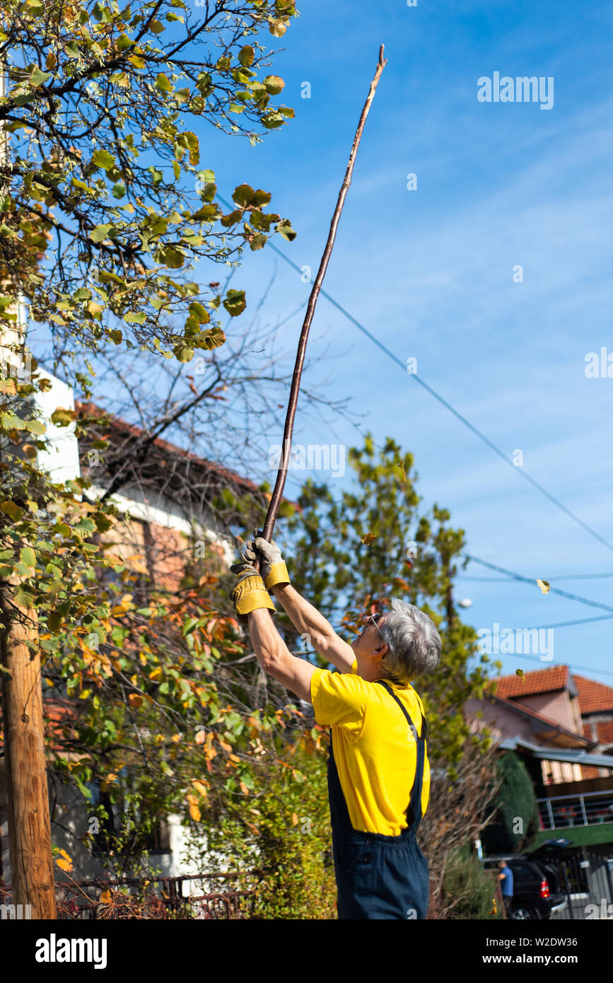 Leaves from the tree hi-res stock photography and images - Alamy