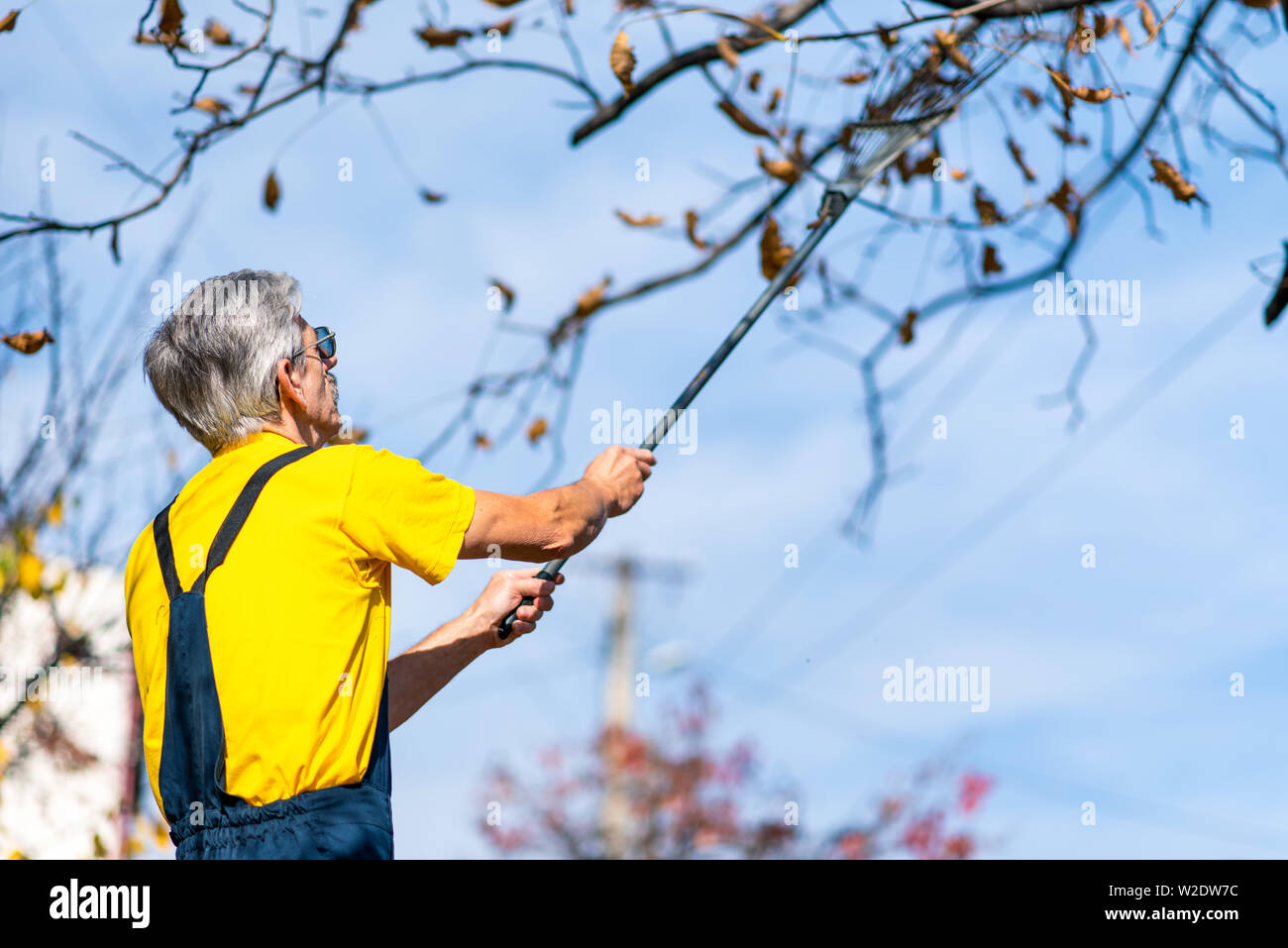 Tree in my yard hi-res stock photography and images - Alamy