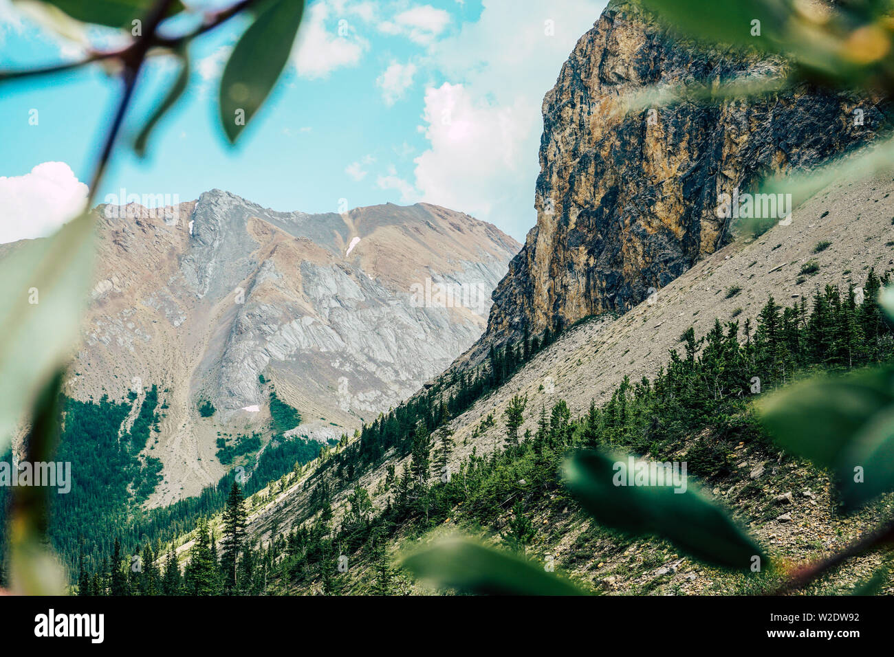 Poking through trees hi-res stock photography and images - Alamy
