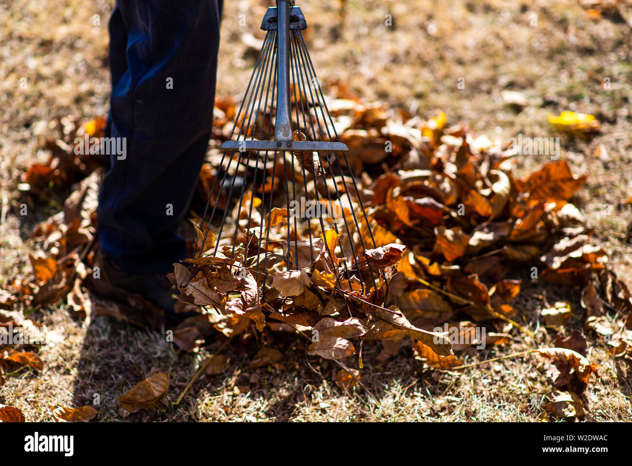 Man collecting fallen autumn leaves in the backyard Stock Photo - Alamy