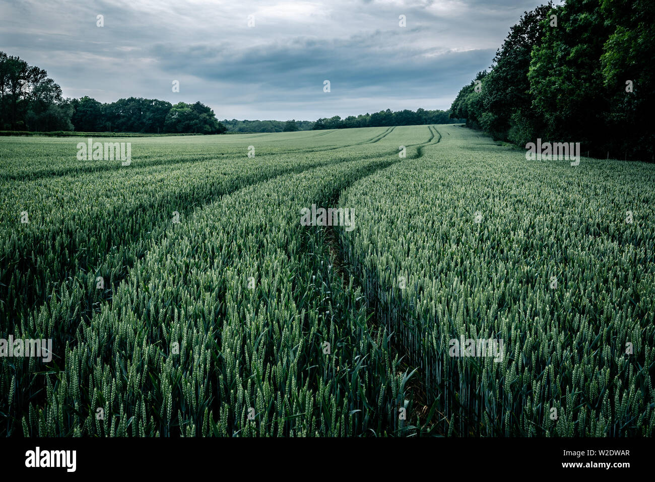 Crops in a farmers field Stock Photo - Alamy