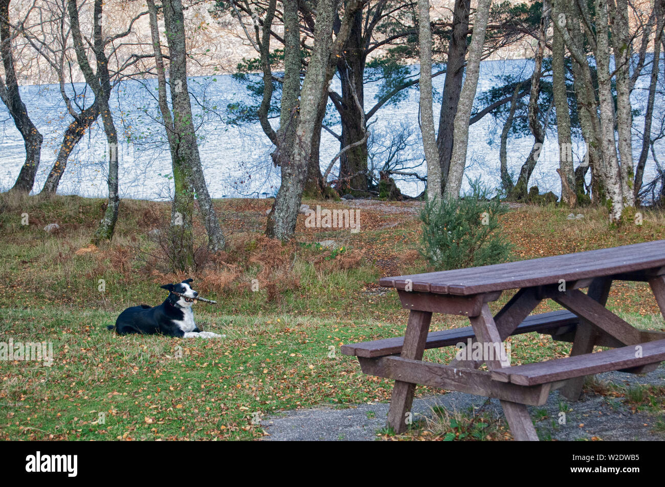 Border collie, resting beside a Scottish loch Stock Photo - Alamy
