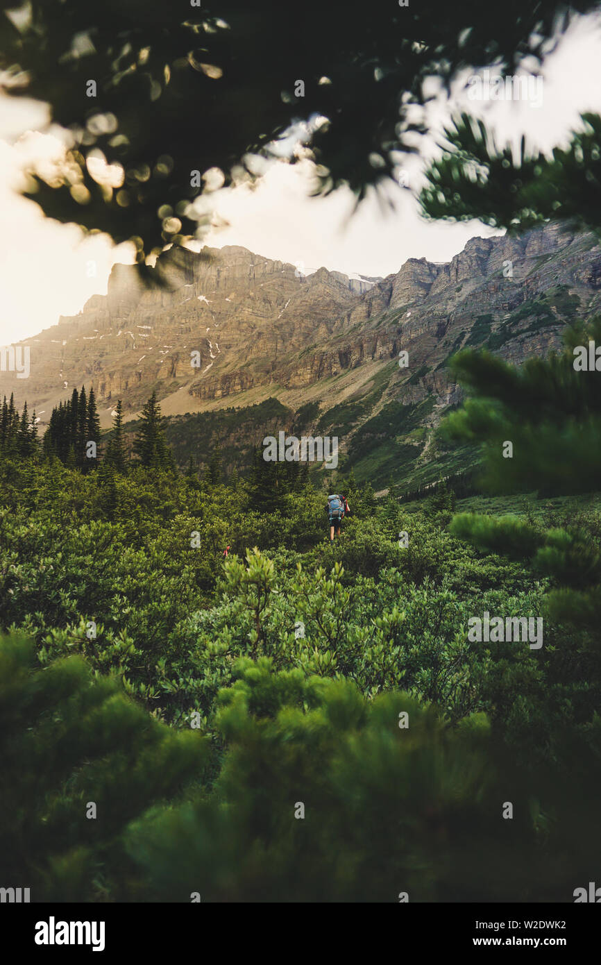 Trees poking hi-res stock photography and images - Alamy
