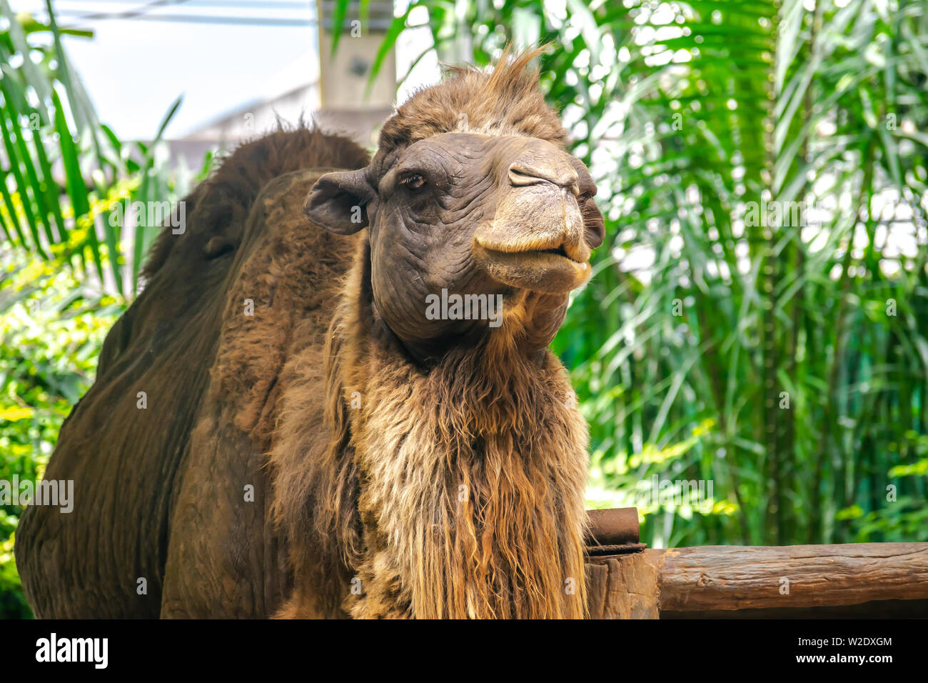 Camelus ferus hi-res stock photography and images - Alamy