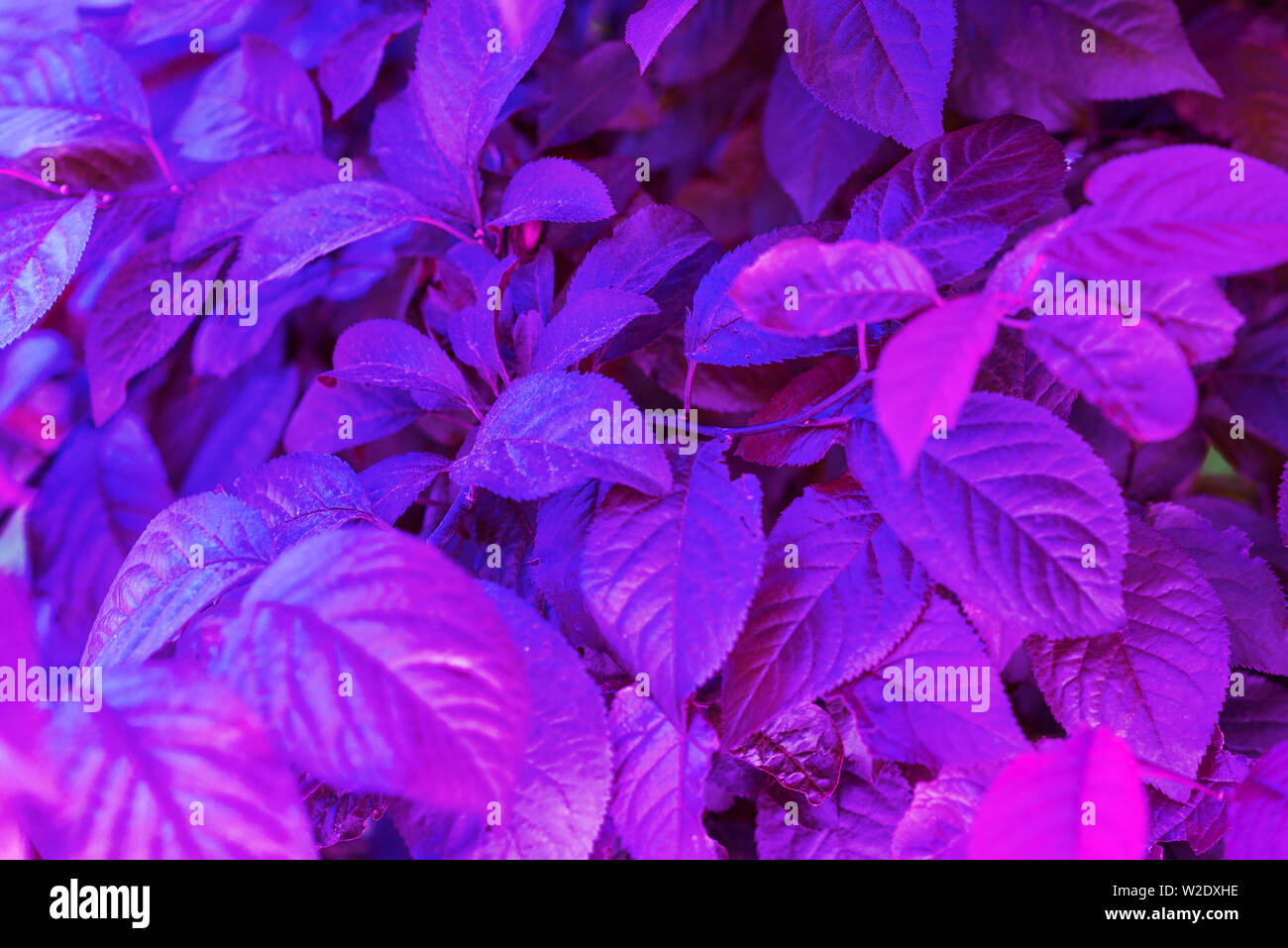 Purple leaf texture. Neon leaves texture background Stock Photo - Alamy