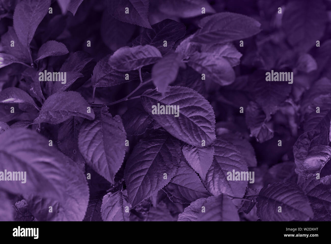 Purple leaf texture. Beautiful leaves texture background Stock Photo ...