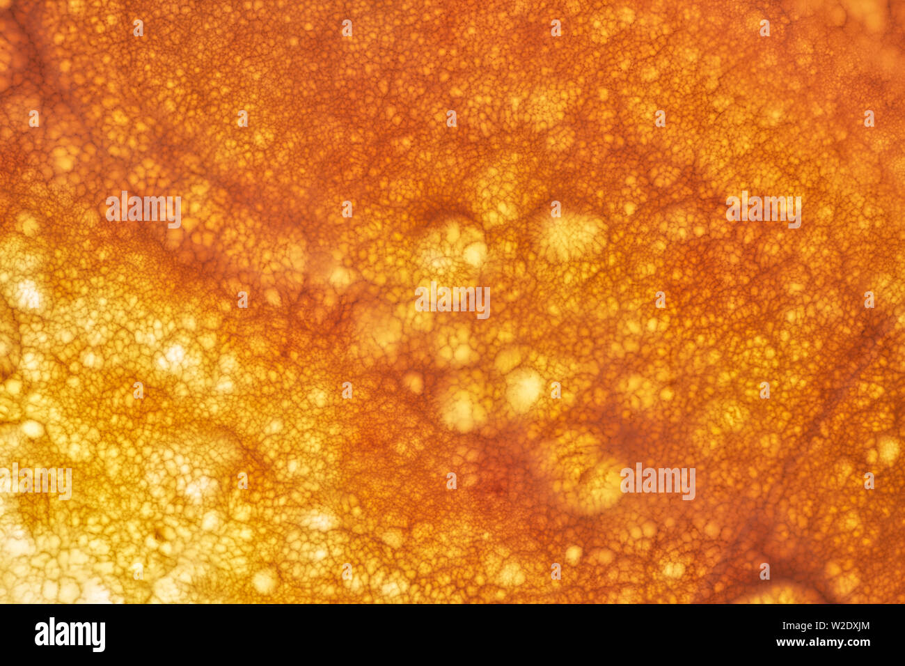 Onyx wall background. Texture of honey color onyx material Stock Photo ... Onyx wall background. Texture of honey color onyx material Stock Photo ...