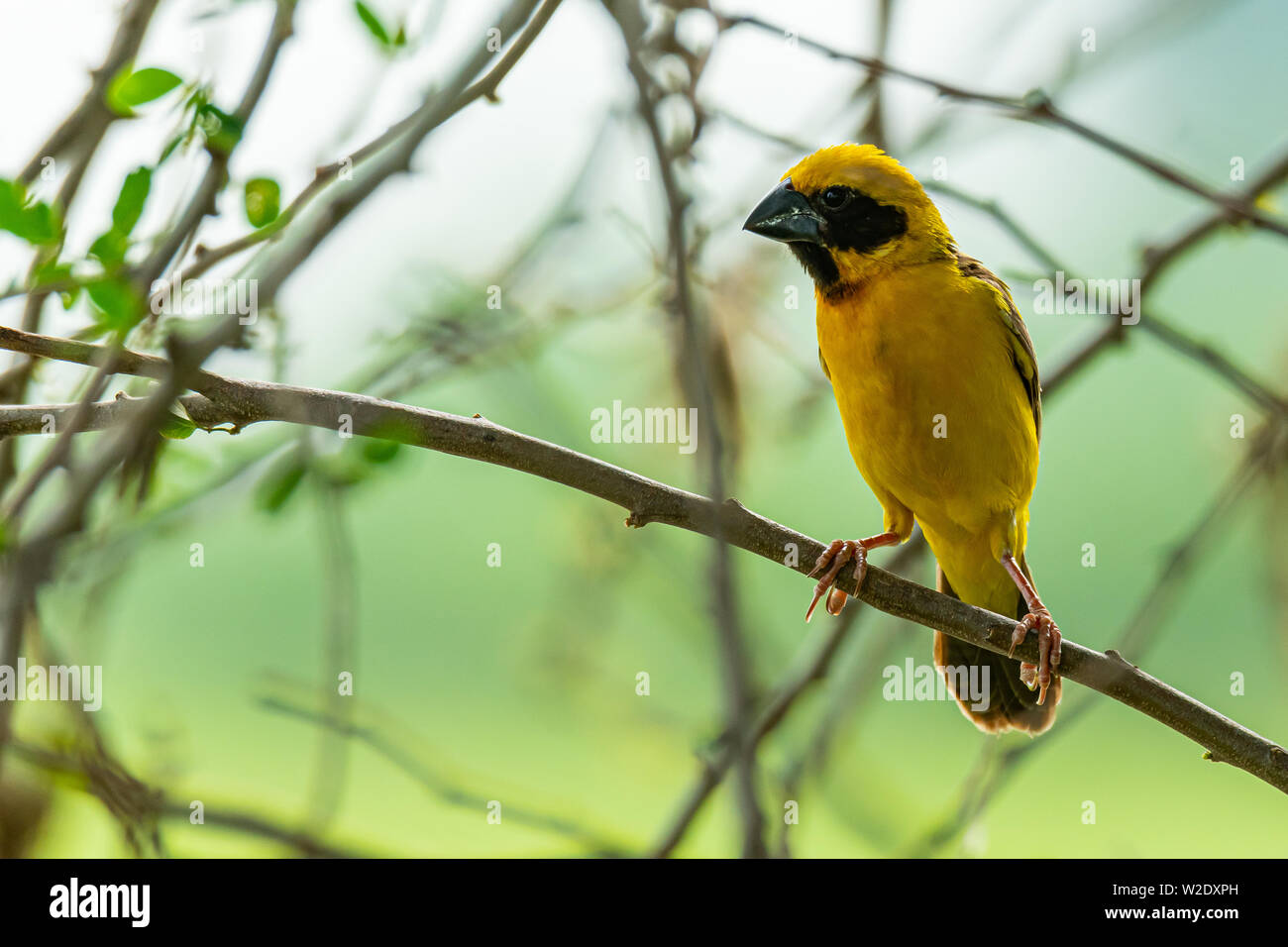 Asian golden weaver hi-res stock photography and images - Alamy