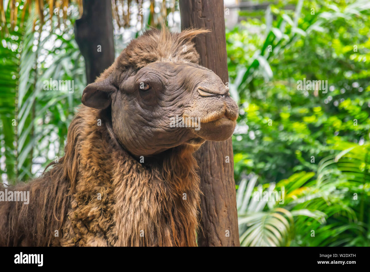 Bactrian camel or Camelus ferus Stock Photo - Alamy