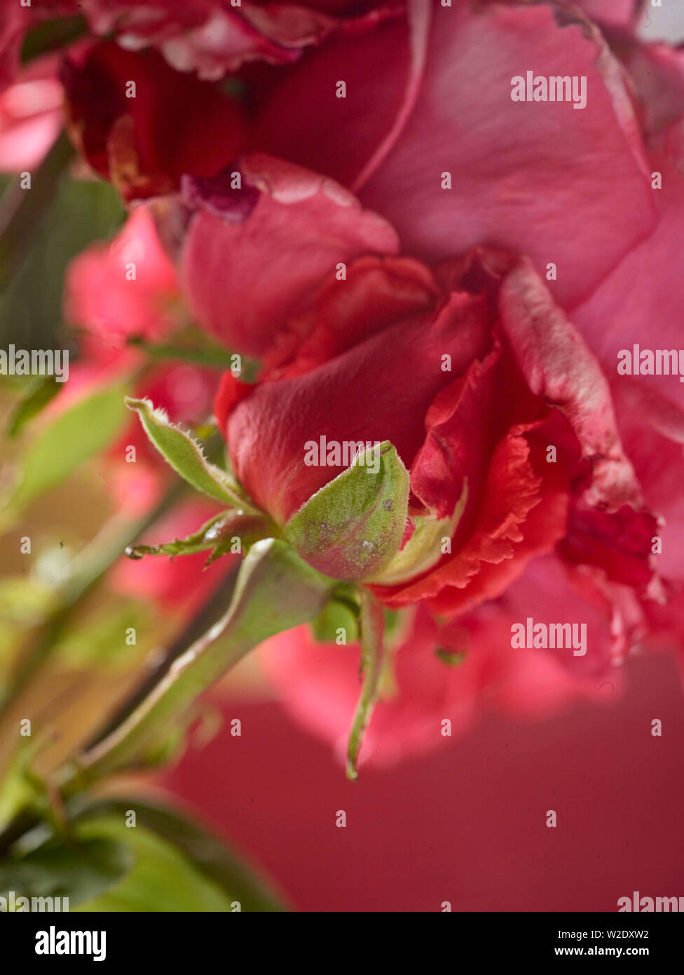 Very closed rosebud hi-res stock photography and images - Alamy
