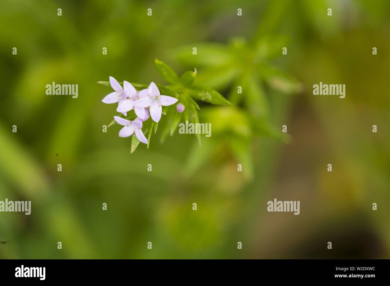 Sherardia arvensis hi-res stock photography and images - Alamy