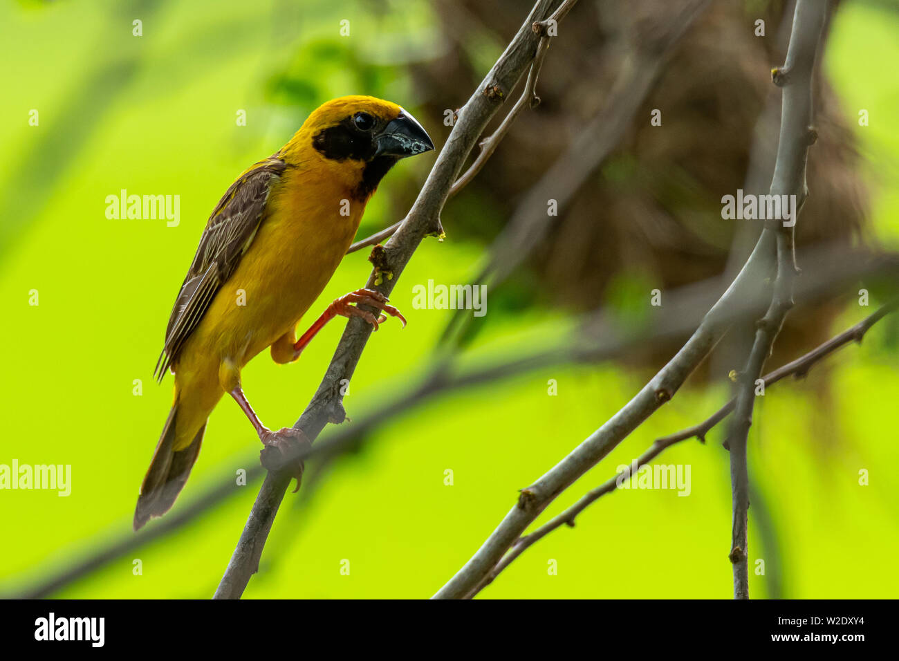 Male Asian Golden Weaver isolated perching on perch Stock Photo - Alamy
