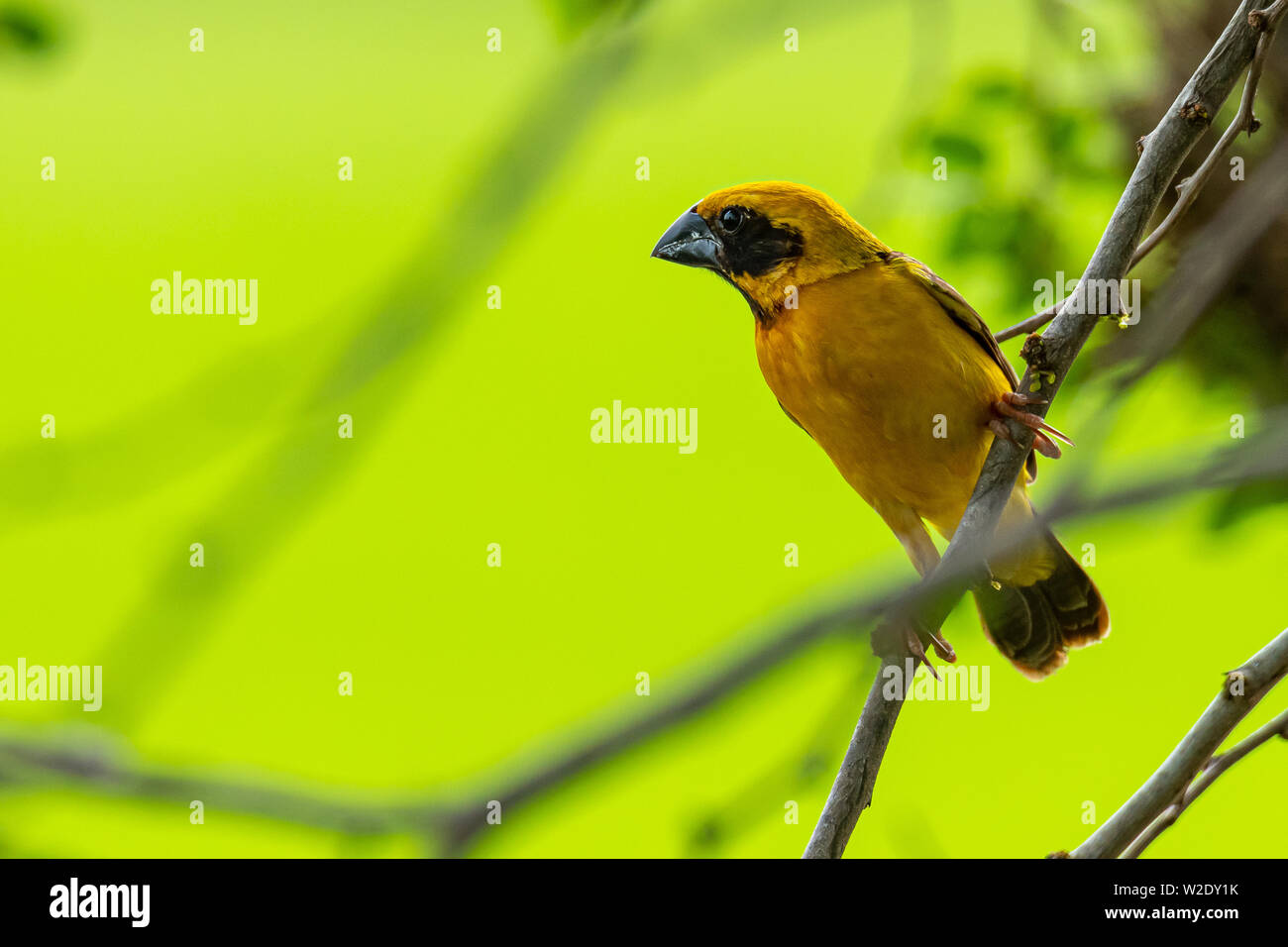 Asian golden weaver hi-res stock photography and images - Alamy