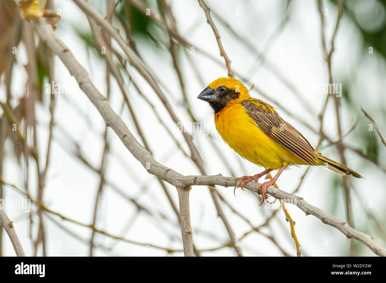 Asian golden weaver hi-res stock photography and images - Alamy