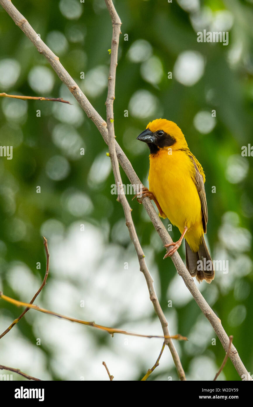 Asian golden weaver hi-res stock photography and images - Alamy