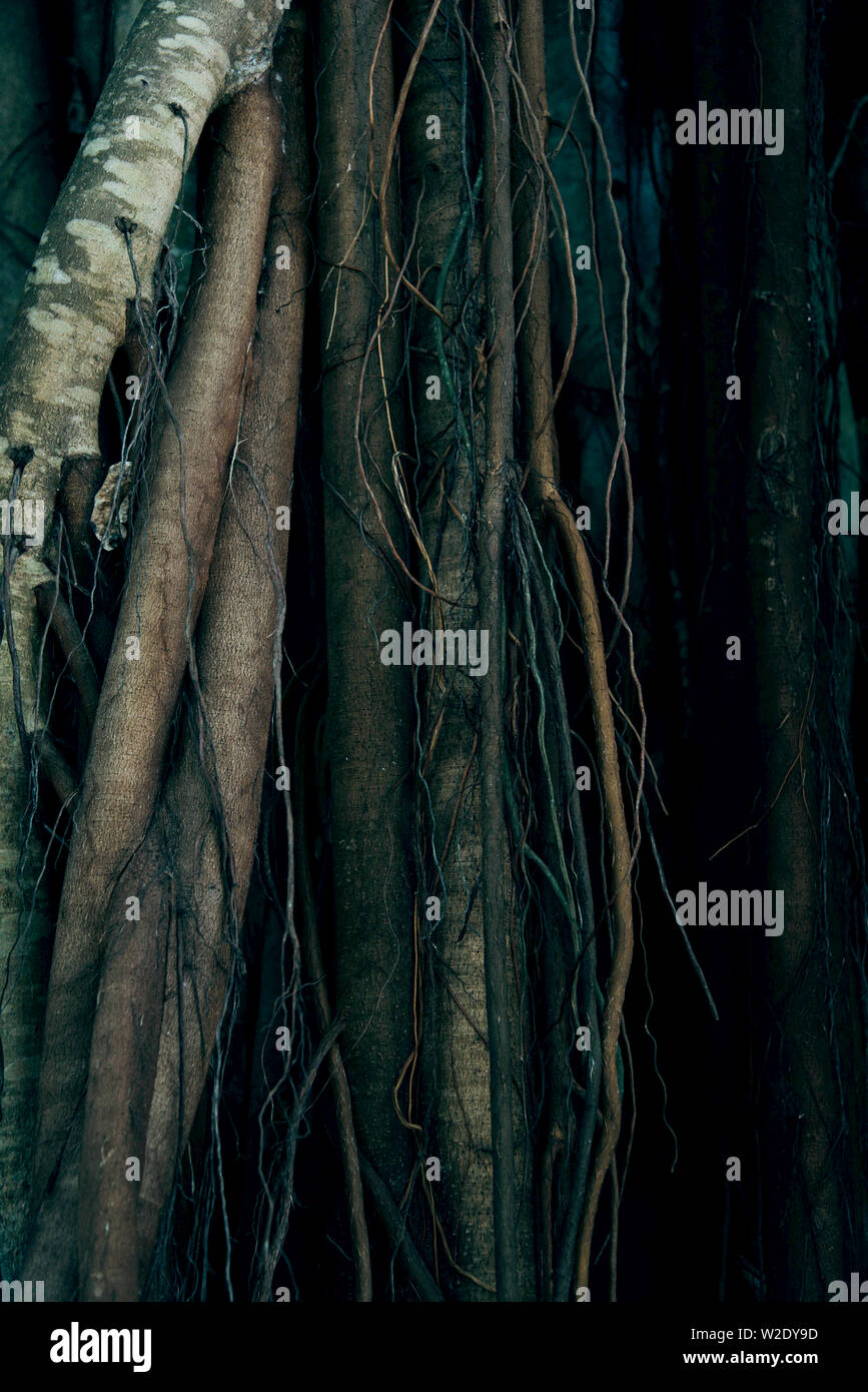 Tree Trunk And Root Background Stock Photo - Alamy