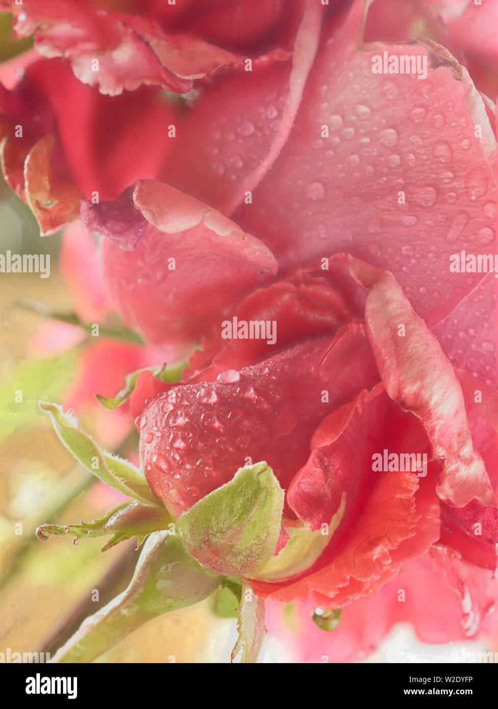 Very closed rosebud hi-res stock photography and images - Alamy